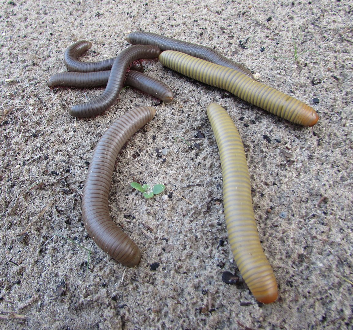 For Sale - Millipedes Millipedes Millipedes | FaunaClassifieds