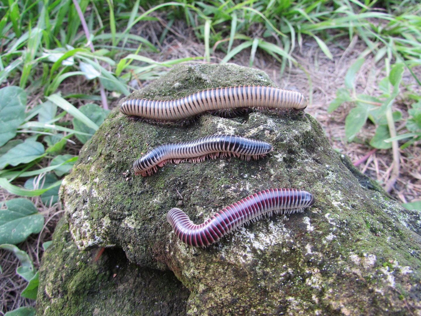 For Sale - Millipedes Millipedes Millipedes | FaunaClassifieds