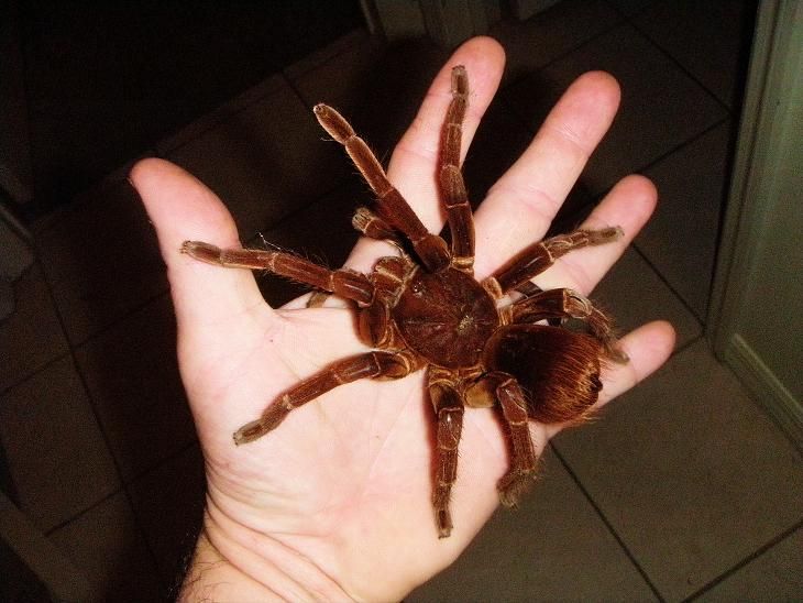 For Sale - NE Peruvian Giant - Pamphobeteus cf antinous - the gentler ...