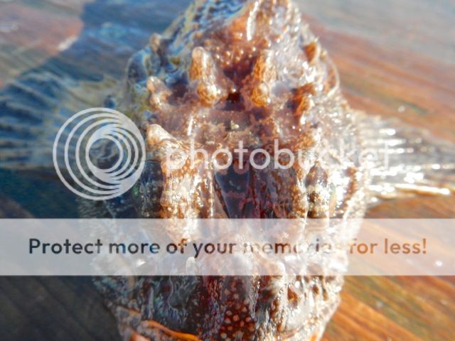 Monkfish ??? | BASS BARN